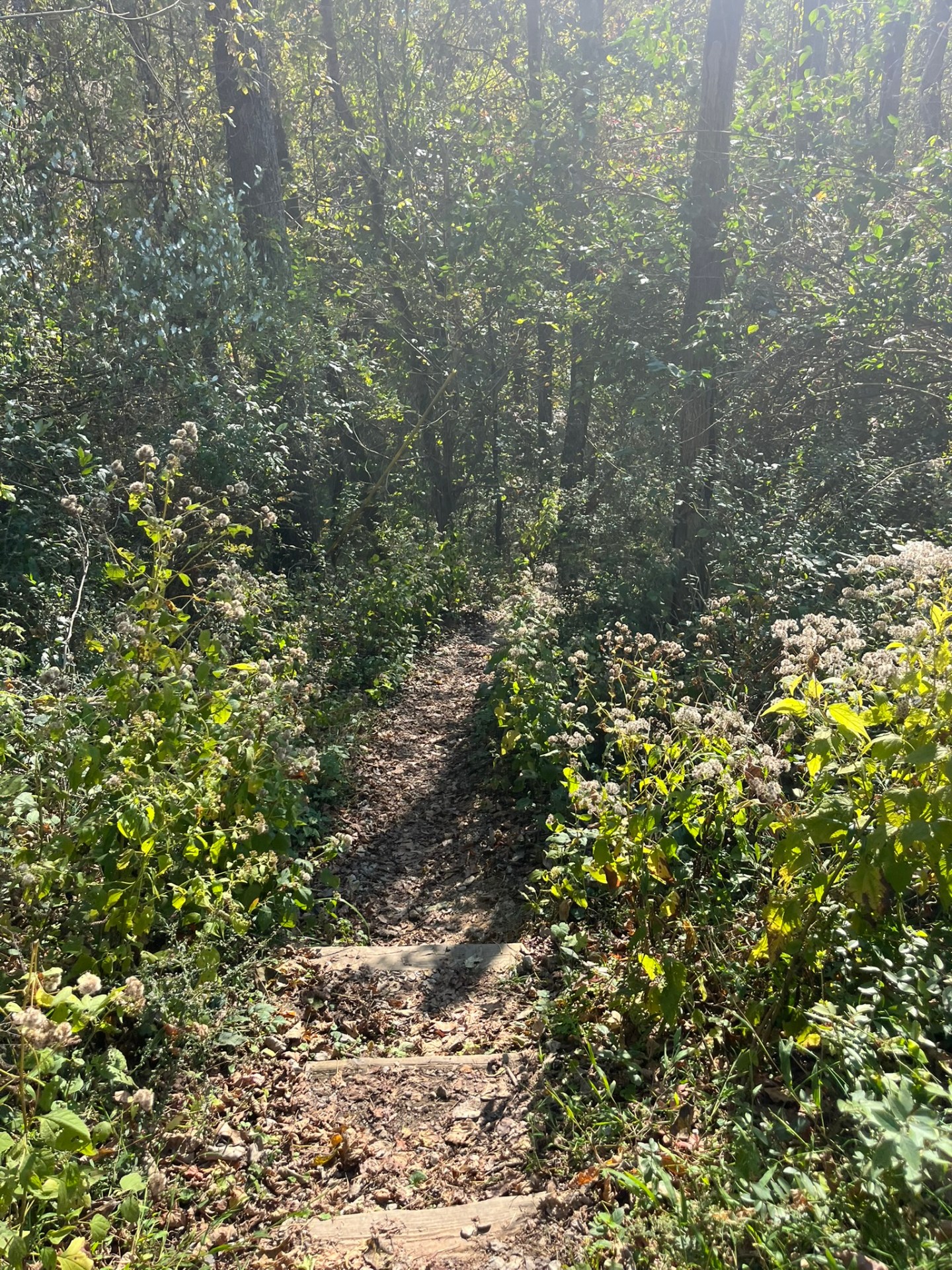 Hiking the Hills of Athens: Exploring The Ridges at Ohio University ...