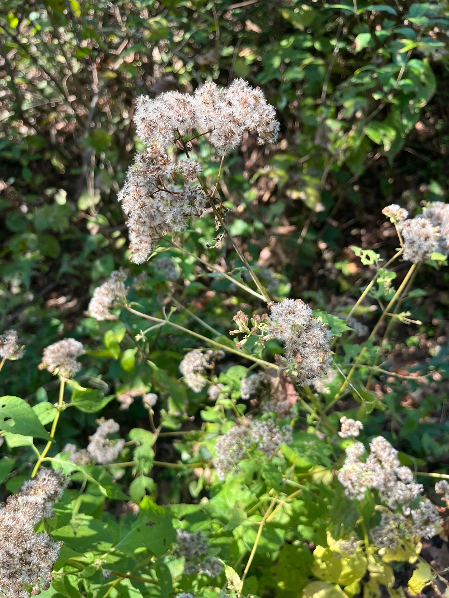 Hiking the Hills of Athens: Exploring The Ridges at Ohio University ...