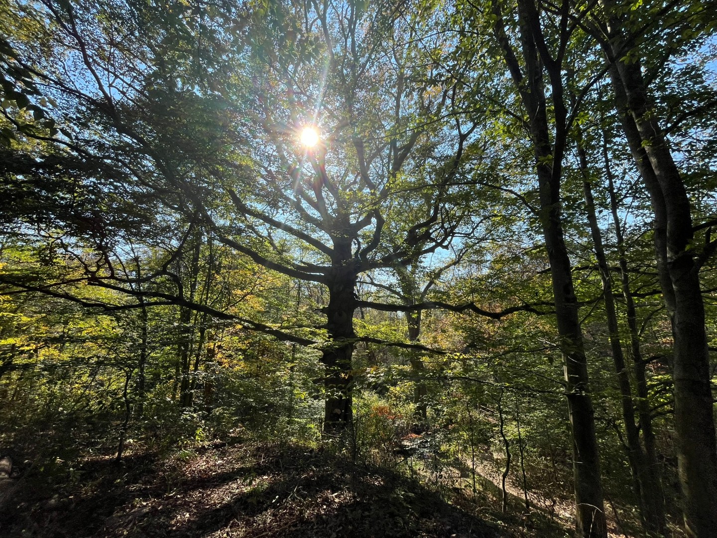 Hiking the Hills of Athens: Exploring The Ridges at Ohio University ...